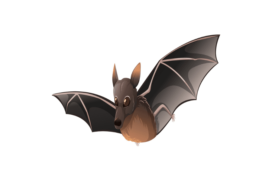 Слепи миш, Ивана Арсић - ЗМАЈ